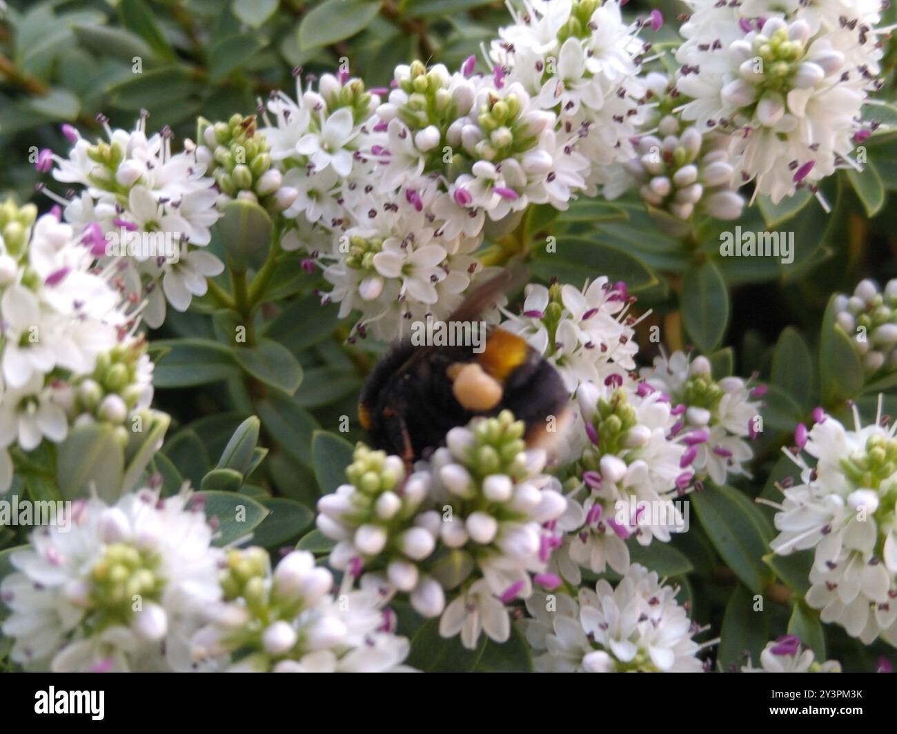 Buff-tailed Bumble Bee (Bombus terrestris) Insecta Stock Photo - Alamy