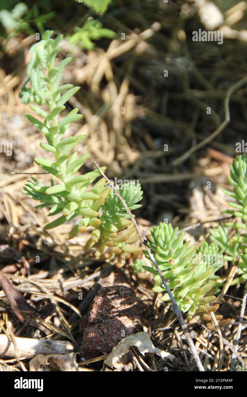 Reflexed Stonecrop (Petrosedum rupestre) Plantae Stock Photo - Alamy