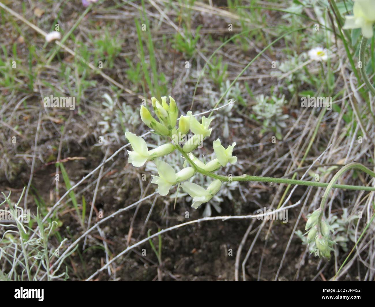 field locoweed (Oxytropis campestris) Plantae Stock Photo - Alamy