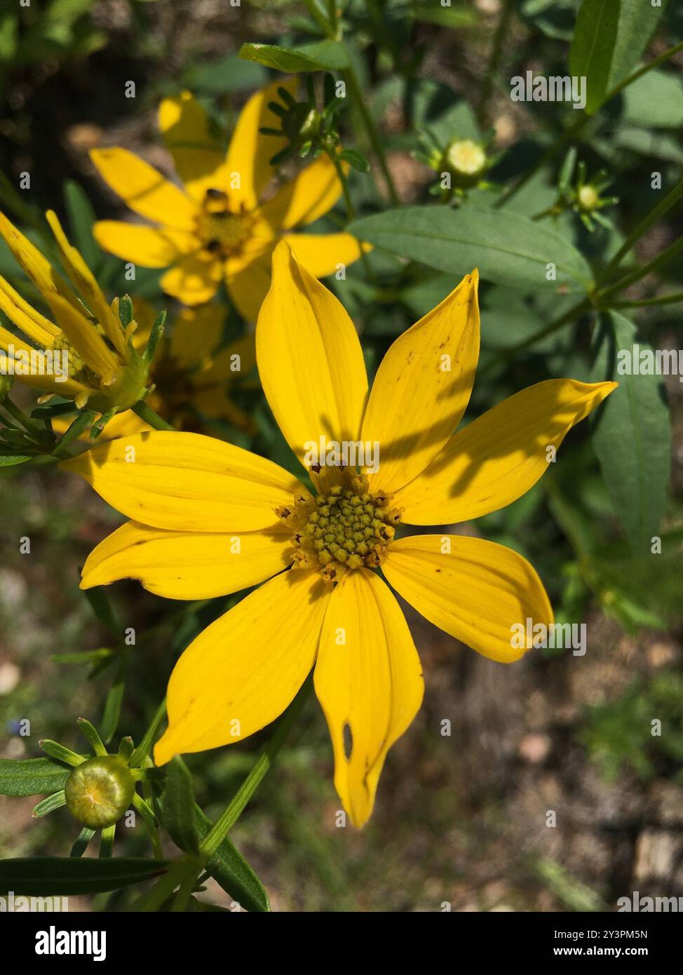 Greater Tickseed (Coreopsis major) Plantae Stock Photo - Alamy