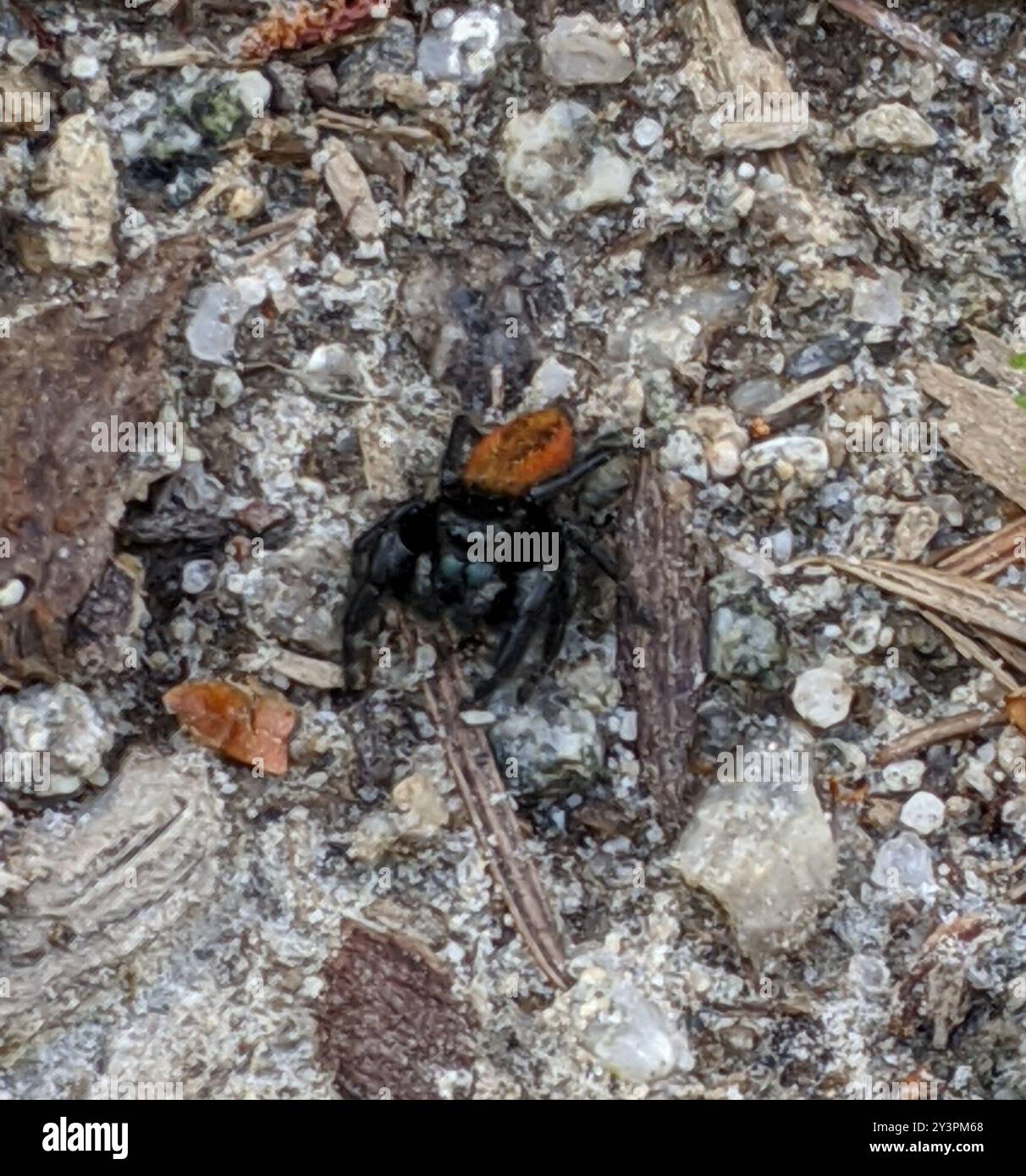 Johnson's Jumping Spider (Phidippus johnsoni) Arachnida Stock Photo - Alamy
