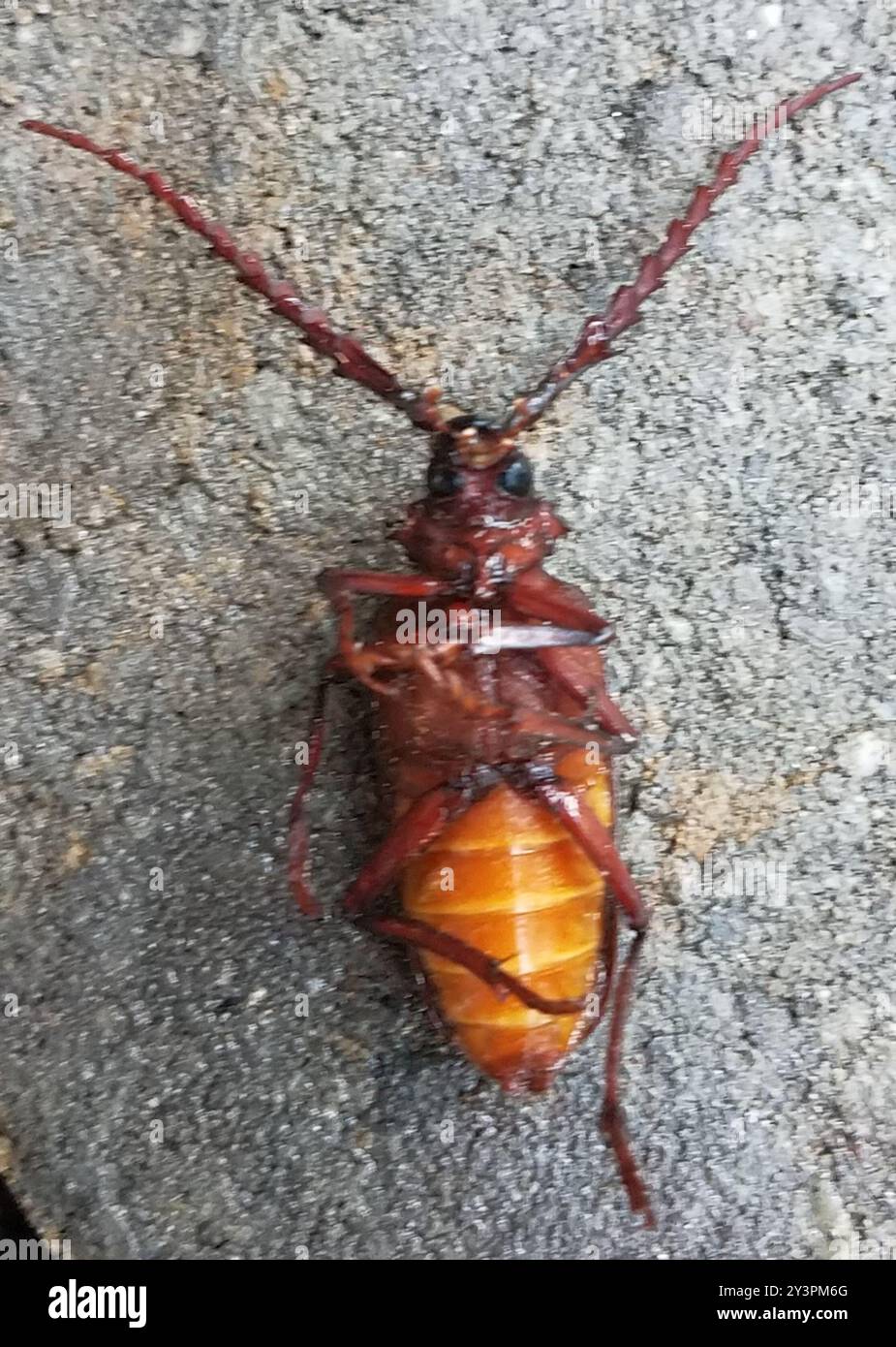 California Root Borer (Prionus californicus) Insecta Stock Photo - Alamy
