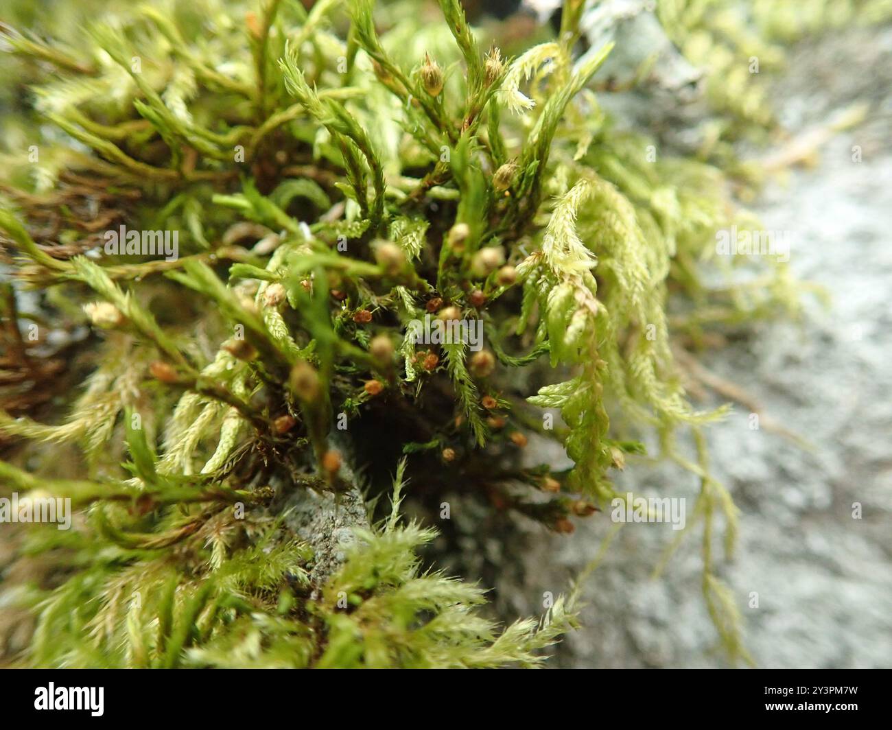 Rock Bristle-moss (Lewinskya rupestris) Plantae Stock Photo - Alamy