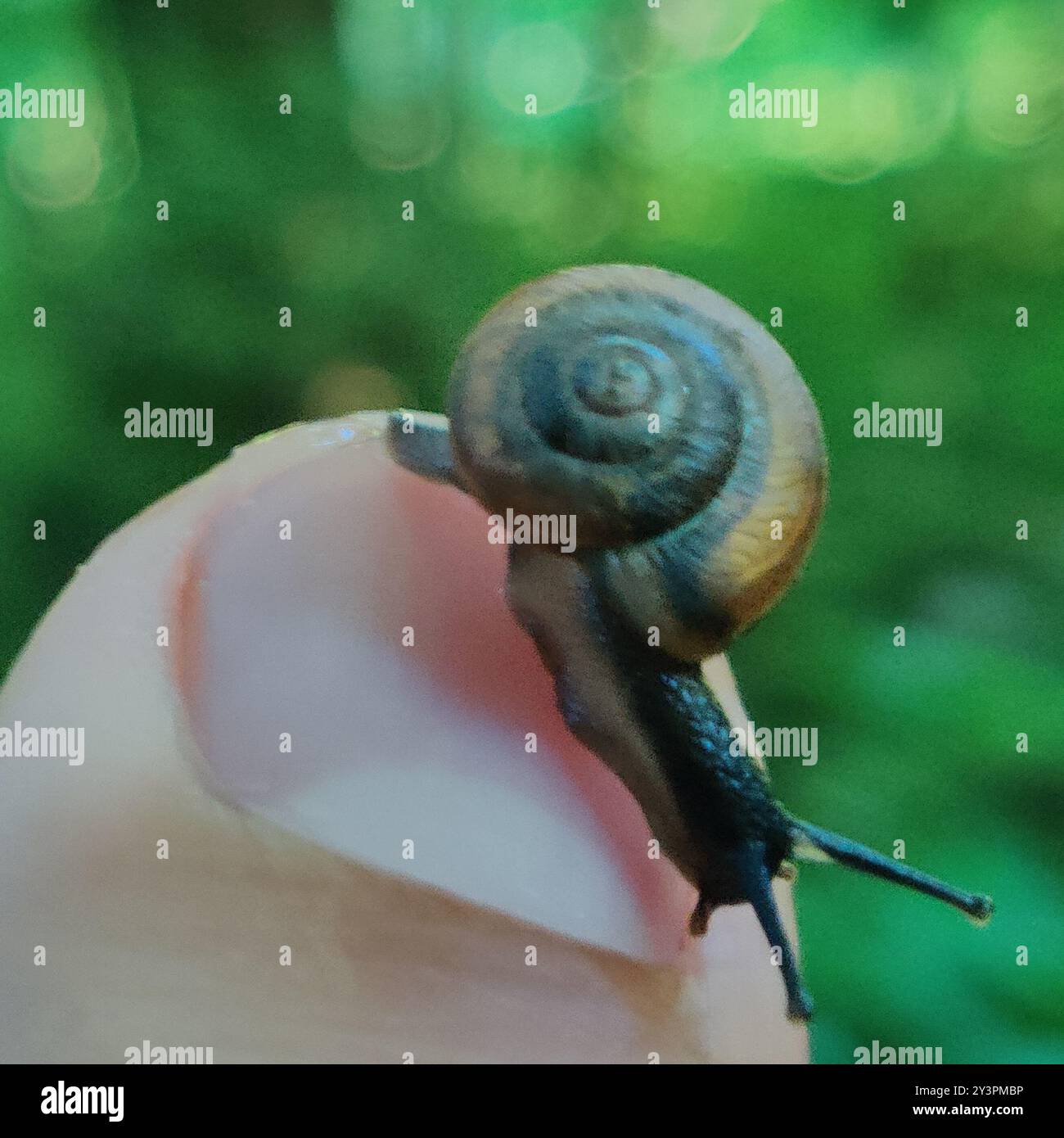 Copse Snail (Arianta arbustorum) Mollusca Stock Photo - Alamy