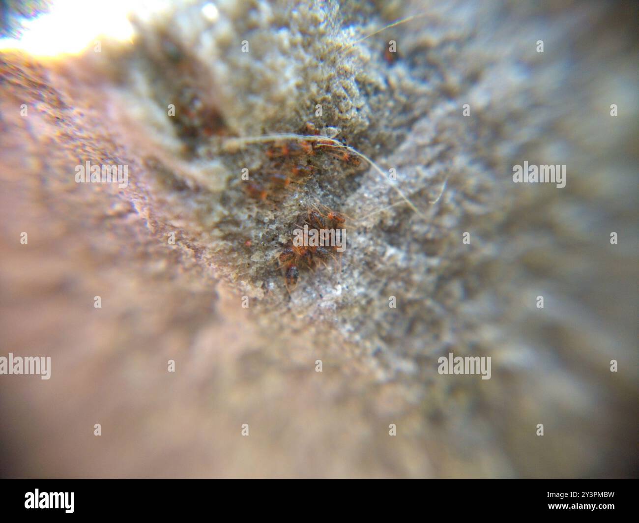 Spider Mites (Tetranychidae) Arachnida Stock Photo - Alamy