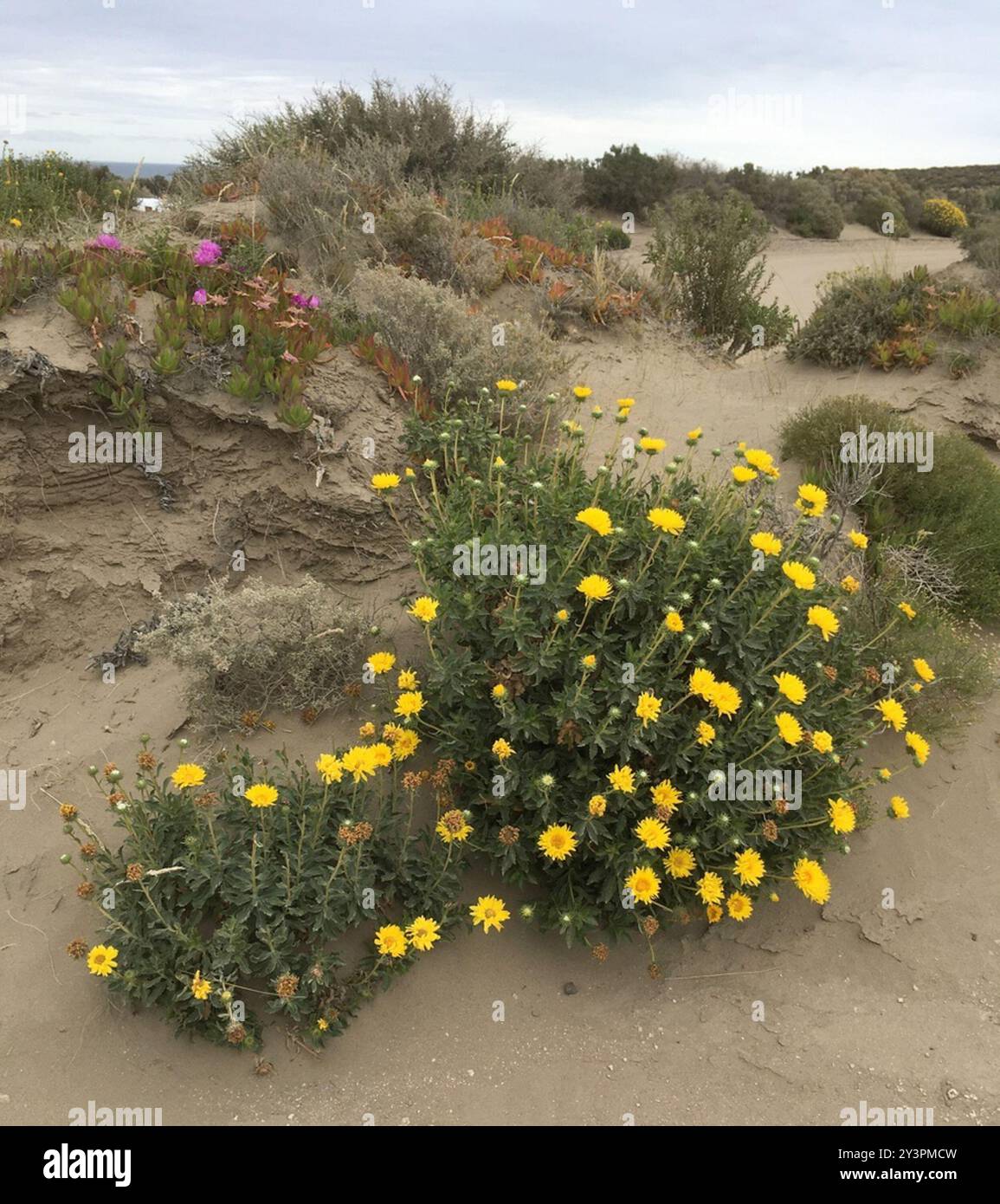 Shrubby Gumweed (Grindelia chiloensis) Plantae Stock Photo - Alamy