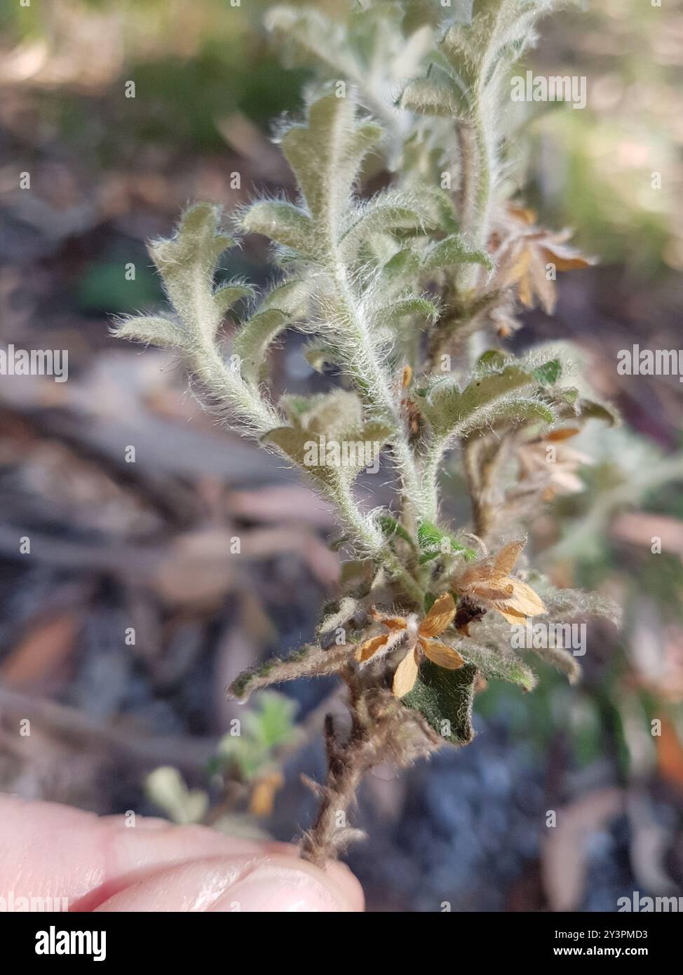 Woolly Xanthosia (Xanthosia pilosa) Plantae Stock Photo - Alamy