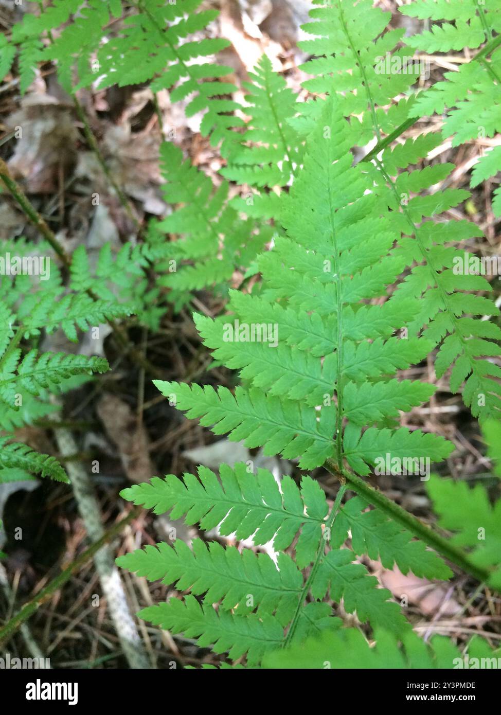 triploid wood fern (Dryopteris × triploidea) Plantae Stock Photo - Alamy