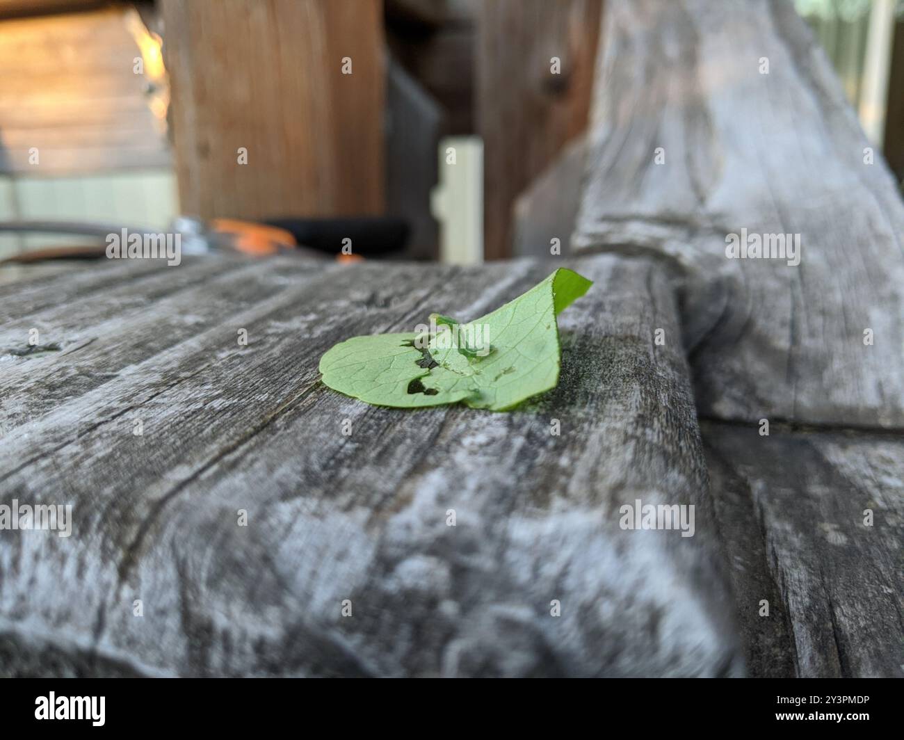 Plusiine Looper Moths (Plusiinae) Insecta Stock Photo - Alamy