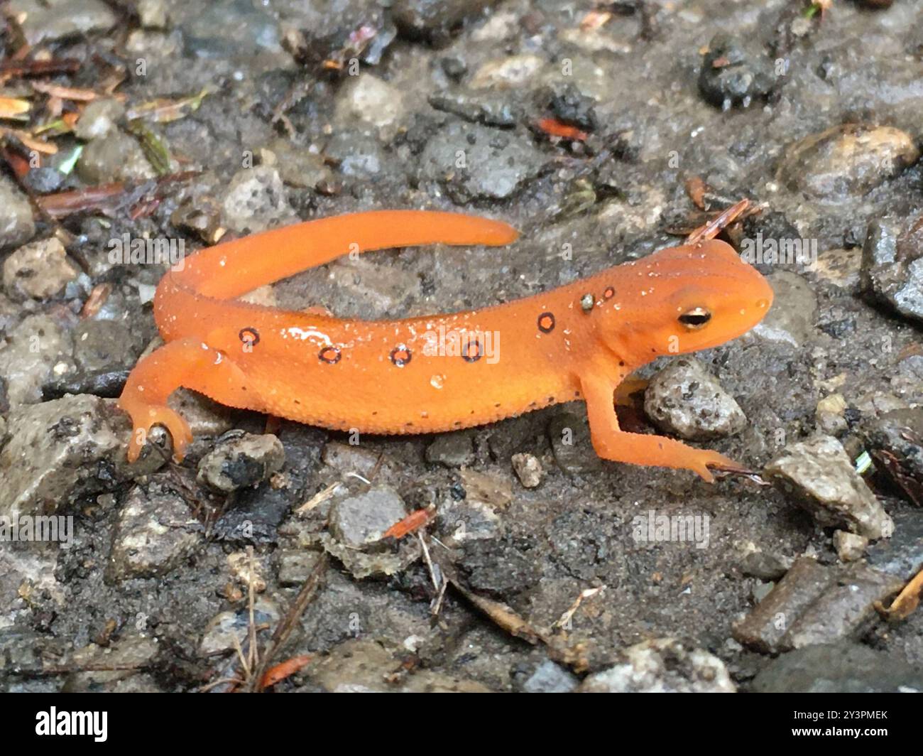 Eastern Newt (Notophthalmus viridescens) Amphibia Stock Photo - Alamy