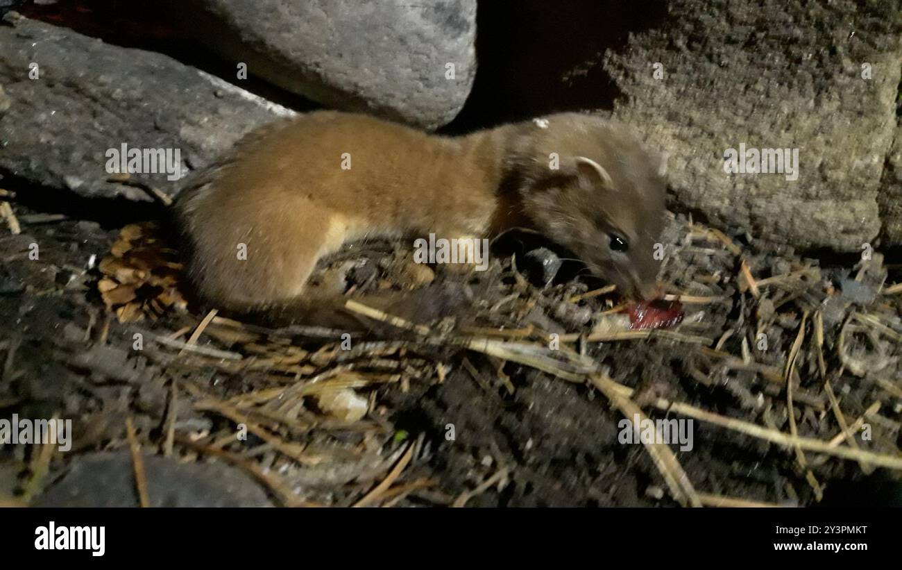 Weasels (Mustelinae) Mammalia Stock Photo - Alamy