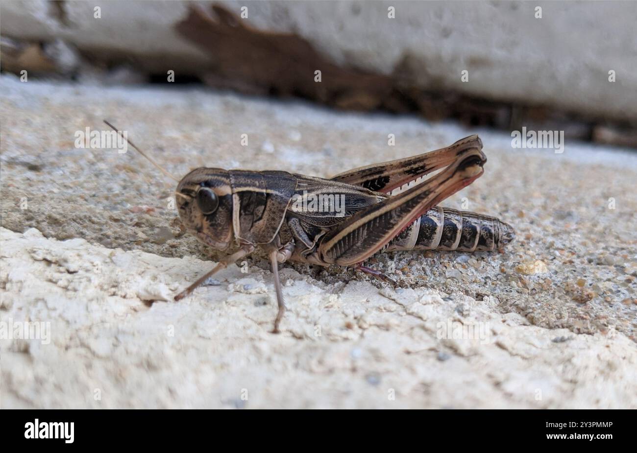 Prairie Boopie (Boopedon gracile) Insecta Stock Photo - Alamy