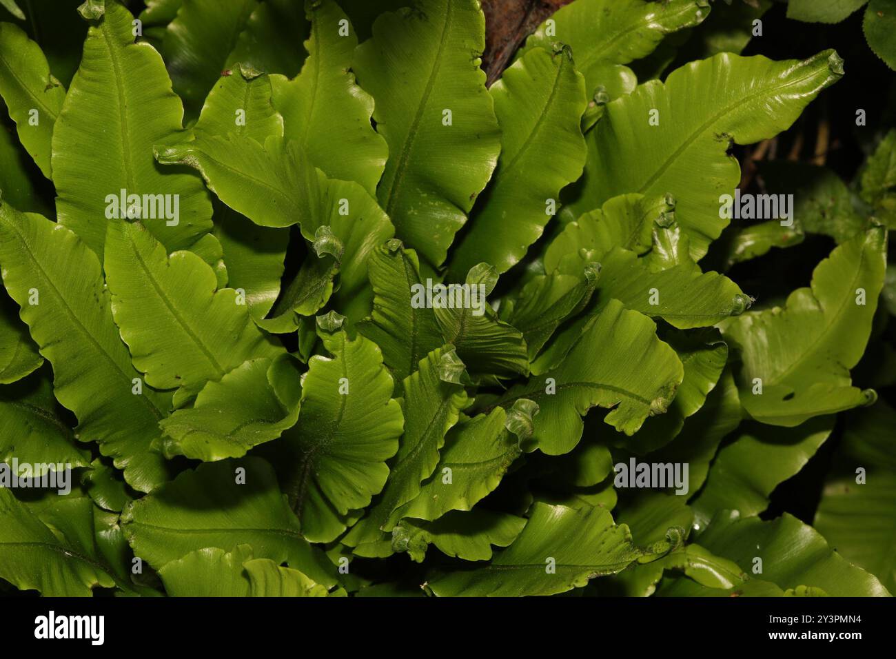 Hart's-tongue fern (Asplenium scolopendrium) Plantae Stock Photo - Alamy