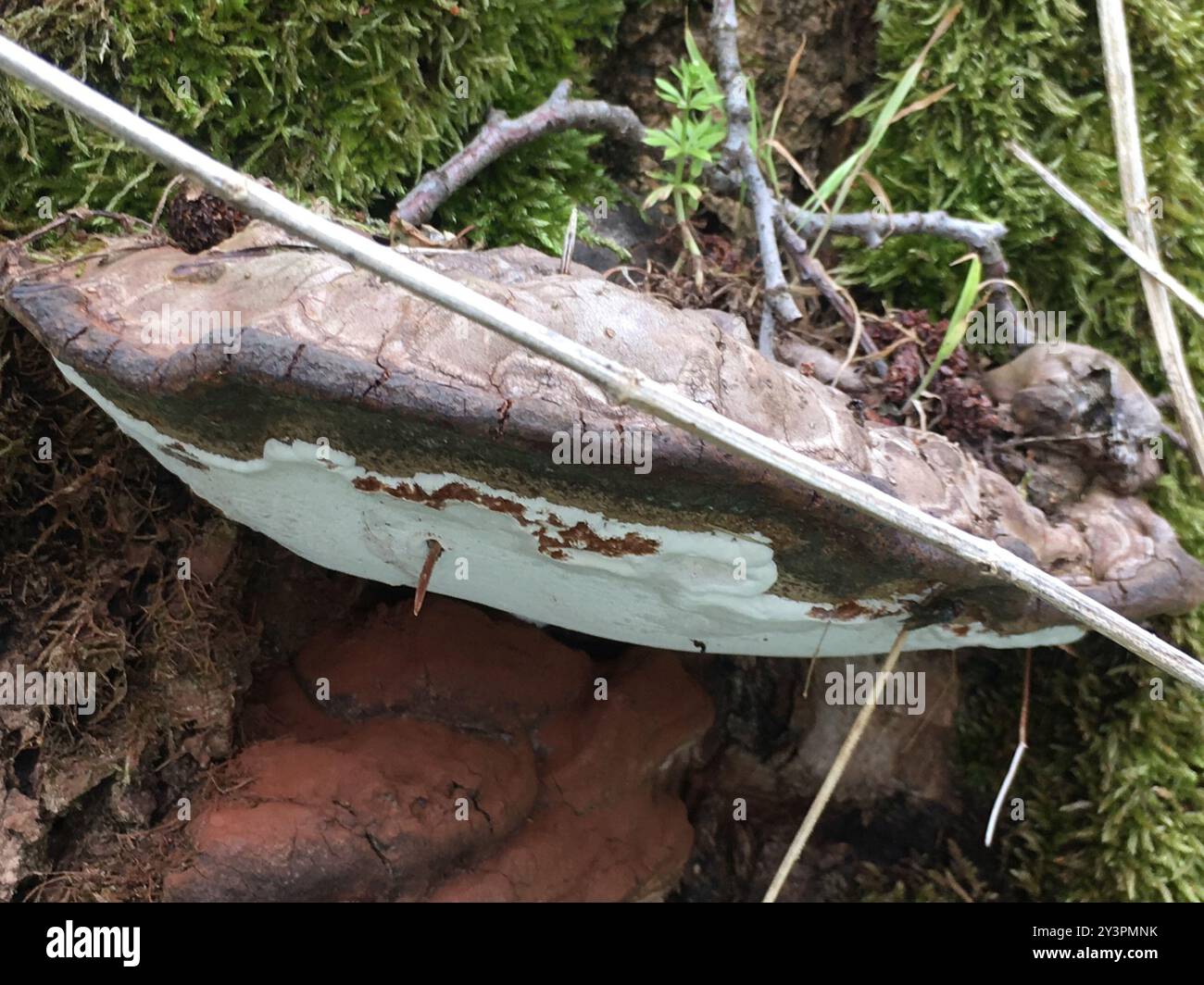 artist's bracket (Ganoderma applanatum) Fungi Stock Photo - Alamy