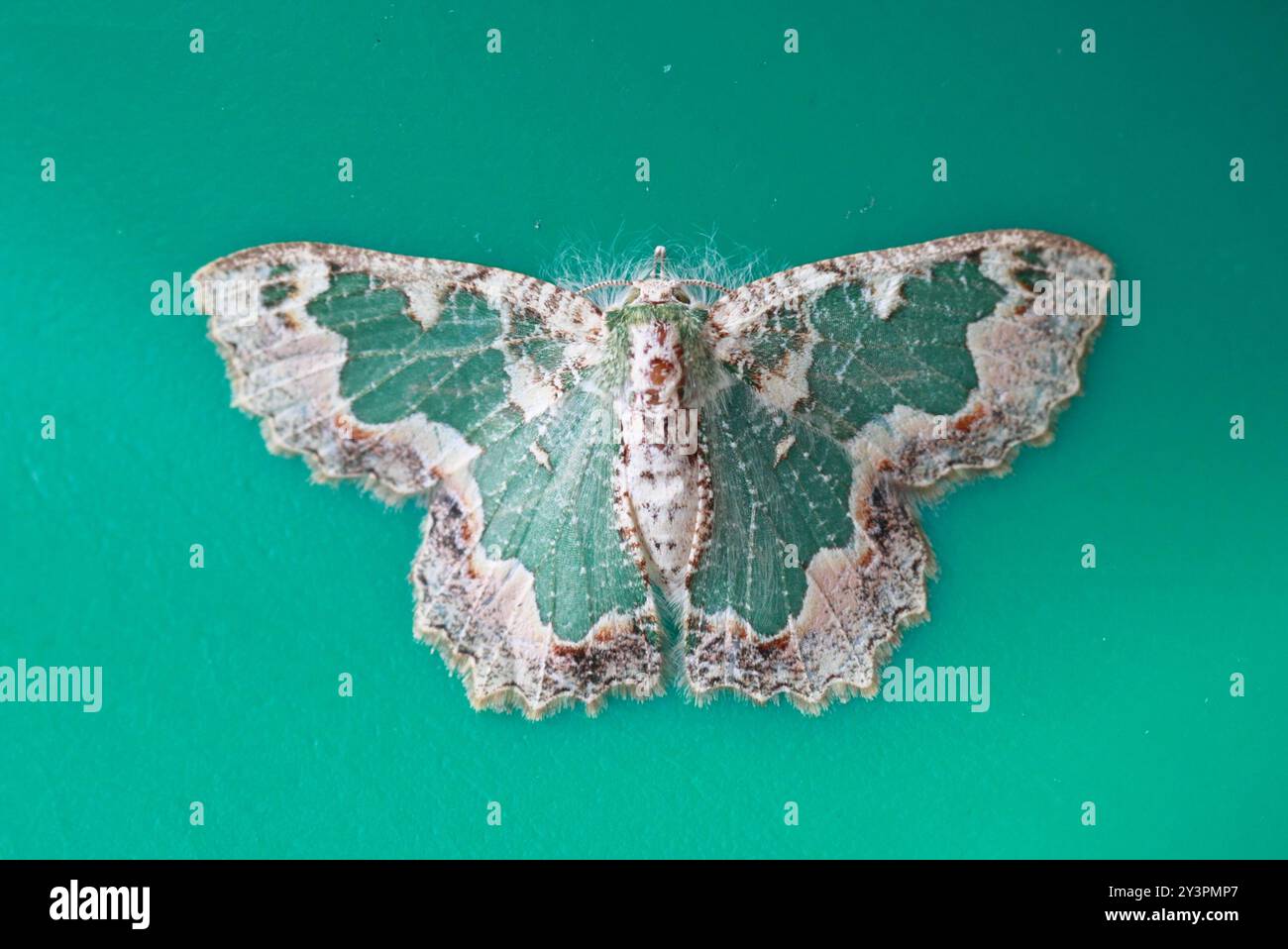 Bizarre Looper Moth (Eucyclodes pieroides) Insecta Stock Photo - Alamy