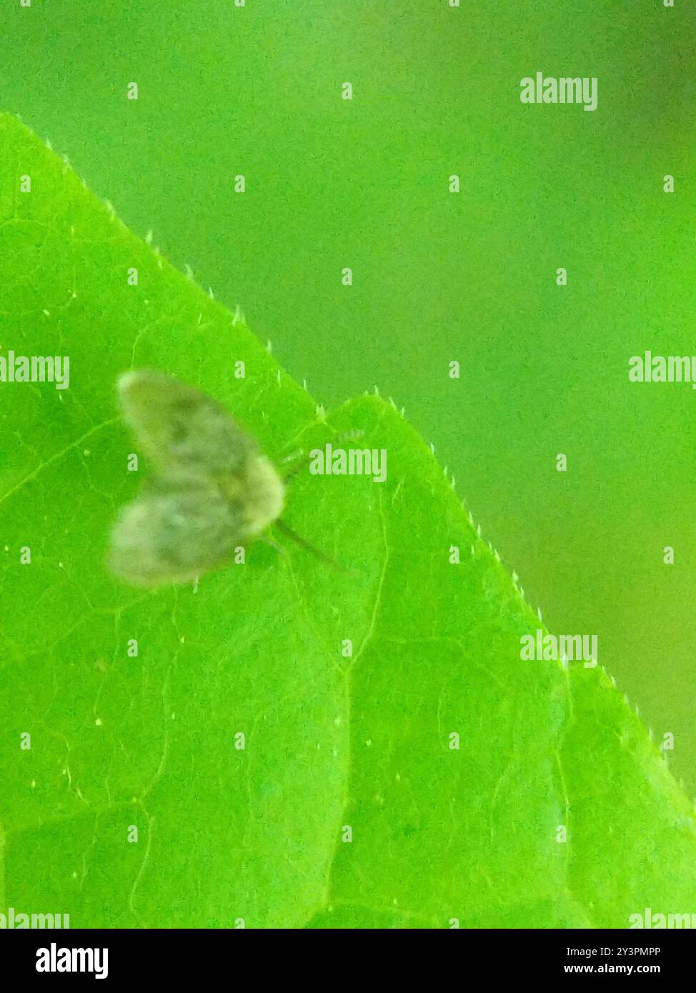 Moth Flies and Sand Flies (Psychodidae) Insecta Stock Photo - Alamy