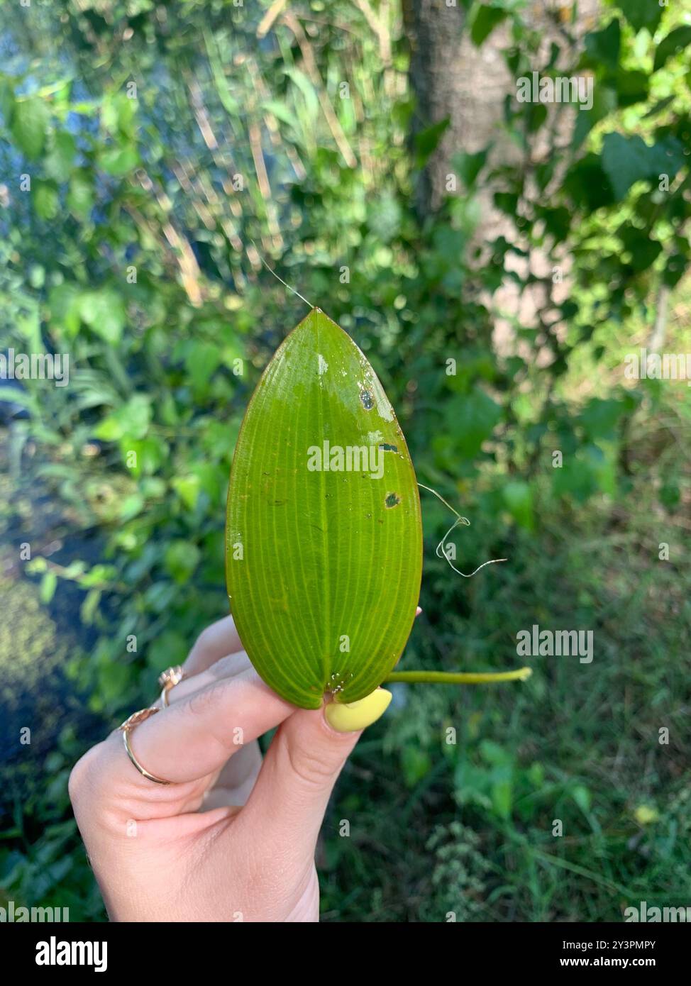 floating-leaved pondweed (Potamogeton natans) Plantae Stock Photo - Alamy