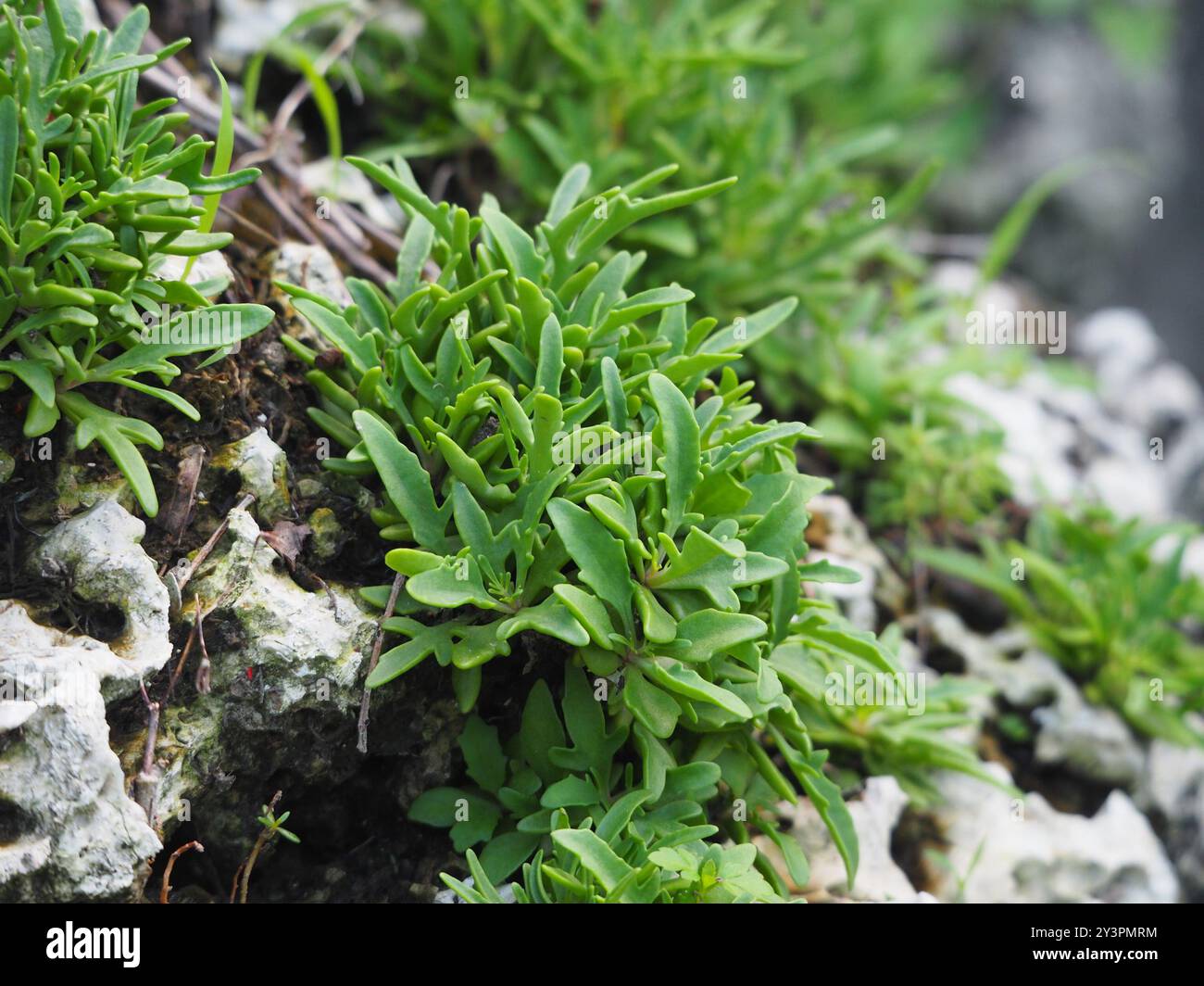 (Kalanchoe ceratophylla) Plantae Stock Photo - Alamy