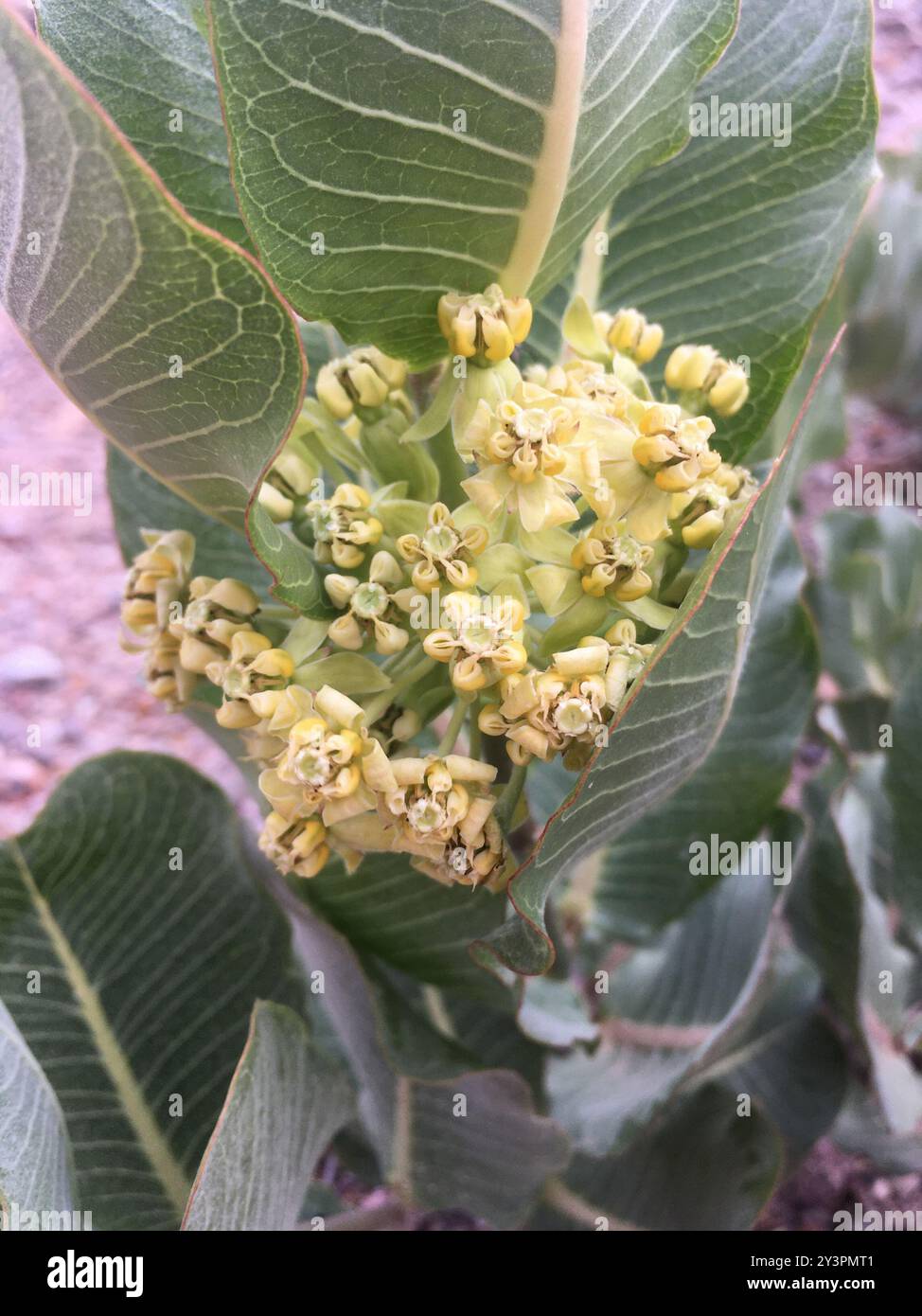 broadleaf milkweed (Asclepias latifolia) Plantae Stock Photo - Alamy