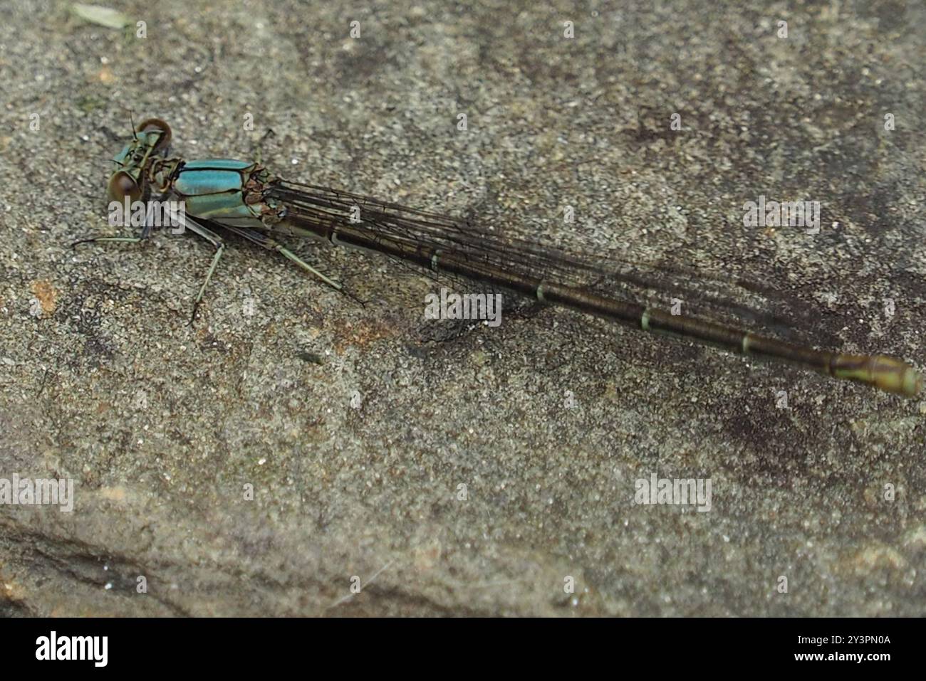 Damselflies (Zygoptera) Insecta Stock Photo - Alamy