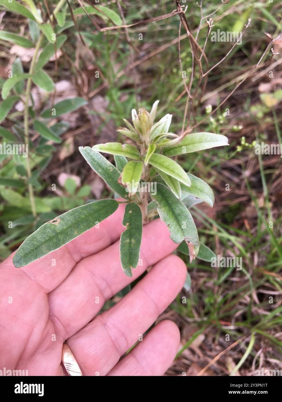 round-headed bush clover (Lespedeza capitata) Plantae Stock Photo - Alamy