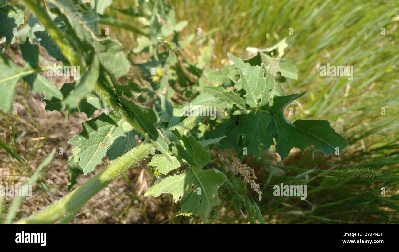 Tall Tumblemustard (Sisymbrium altissimum) Plantae Stock Photo - Alamy