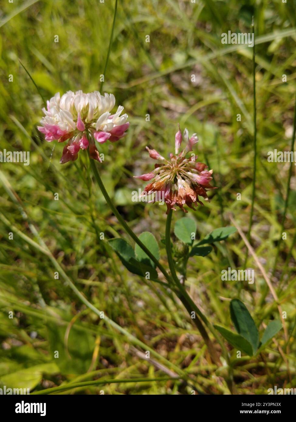 Alsike clover (Trifolium hybridum) Plantae Stock Photo - Alamy