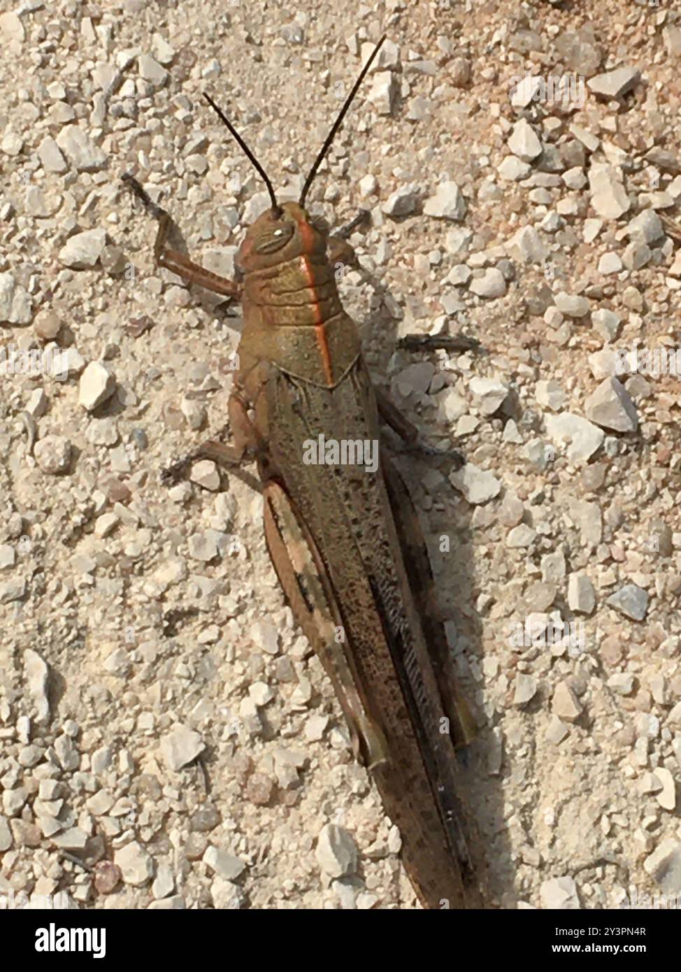 Egyptian Bird Grasshopper (Anacridium aegyptium) Insecta Stock Photo ...