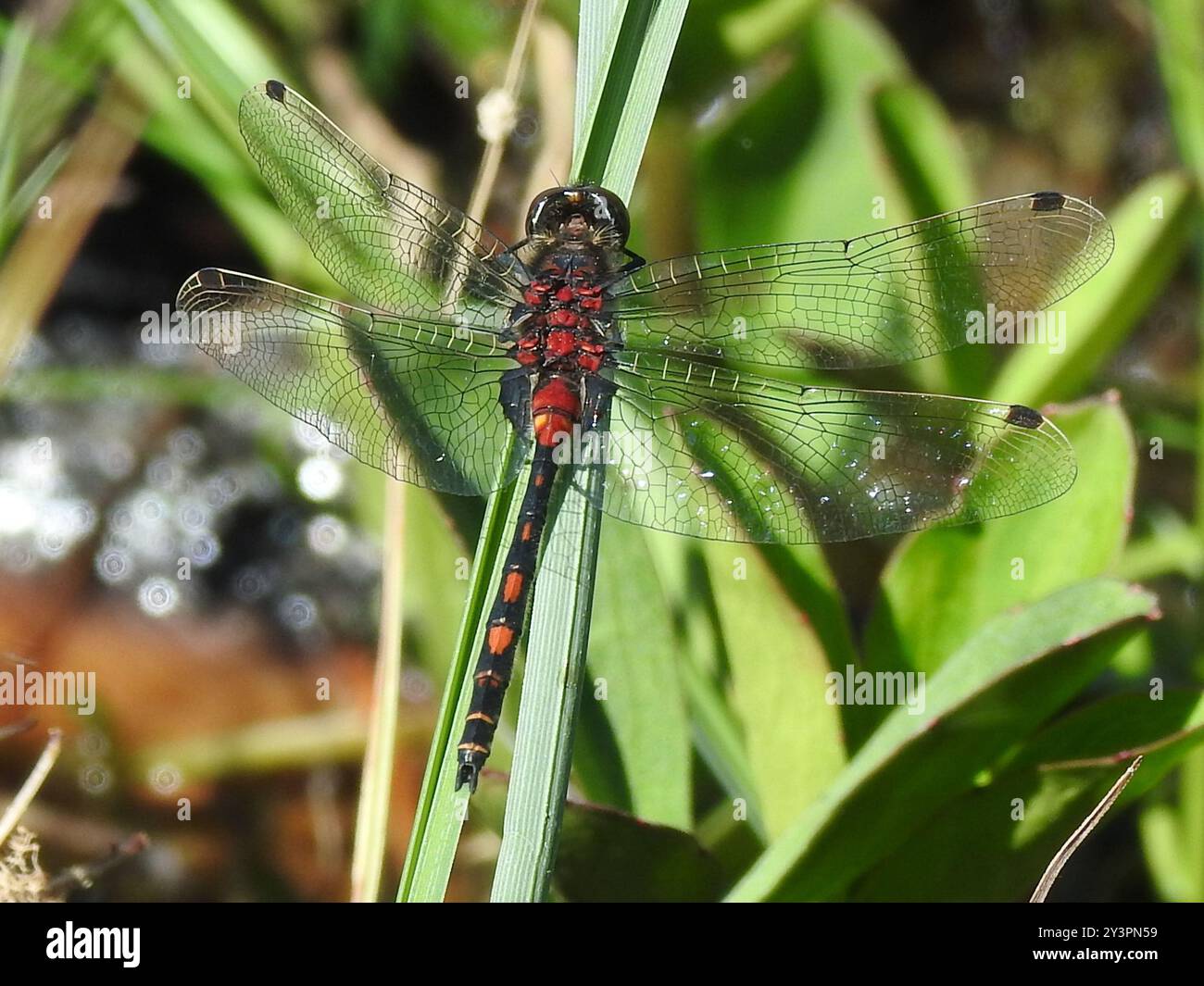 Small Whiteface (Leucorrhinia dubia) Insecta Stock Photo - Alamy