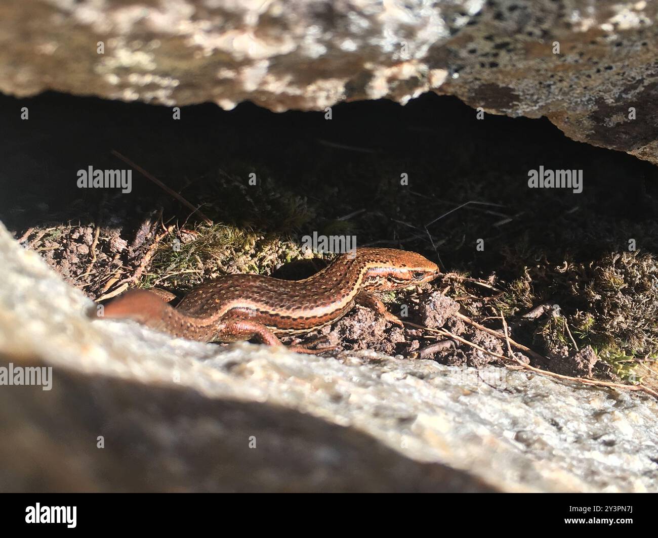 Southern Skink (Oligosoma notosaurus) Reptilia Stock Photo - Alamy
