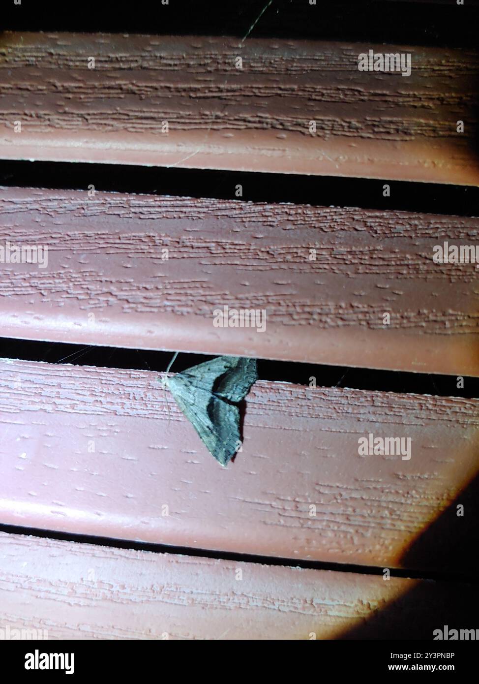 Lost Owlet (Ledaea perditalis) Insecta Stock Photo - Alamy