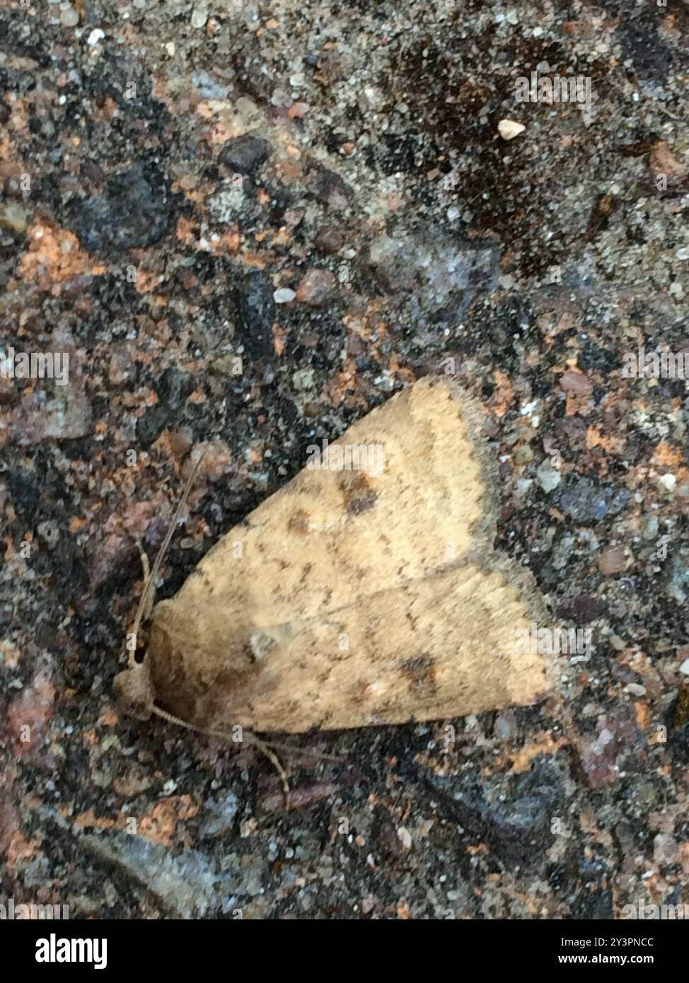 Mottled Rustic (Caradrina morpheus) Insecta Stock Photo - Alamy