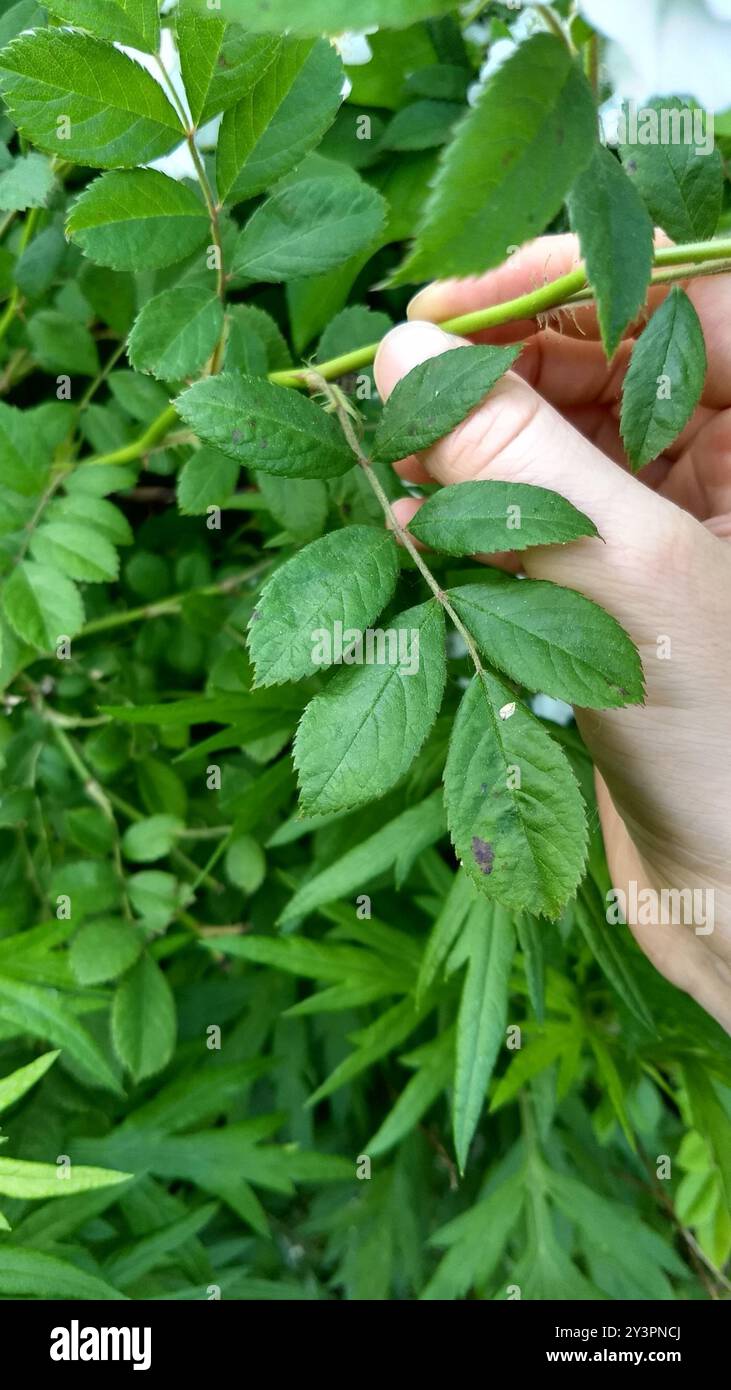 multiflora rose (Rosa multiflora) Plantae Stock Photo - Alamy