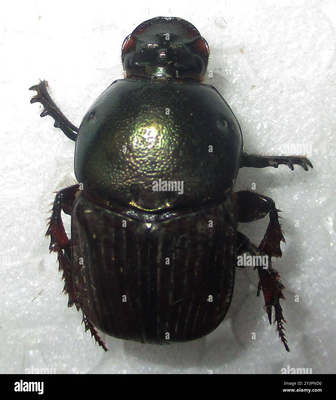 Bronze Dung Beetle (Onitis alexis) Insecta Stock Photo - Alamy