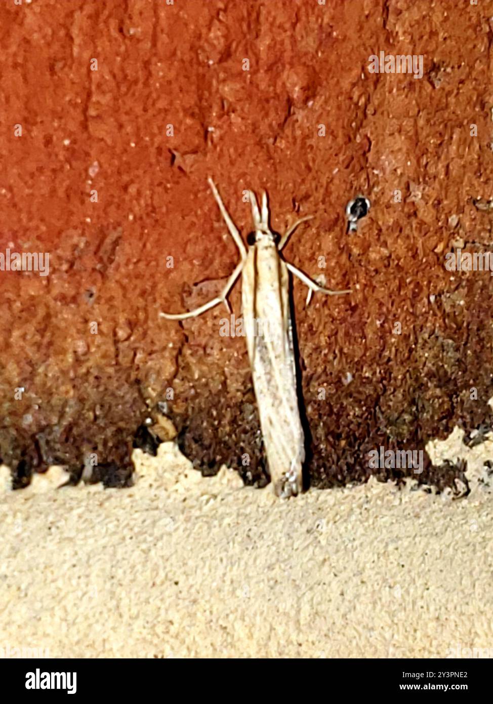 Sod Webworm Moth (Pediasia trisecta) Insecta Stock Photo - Alamy