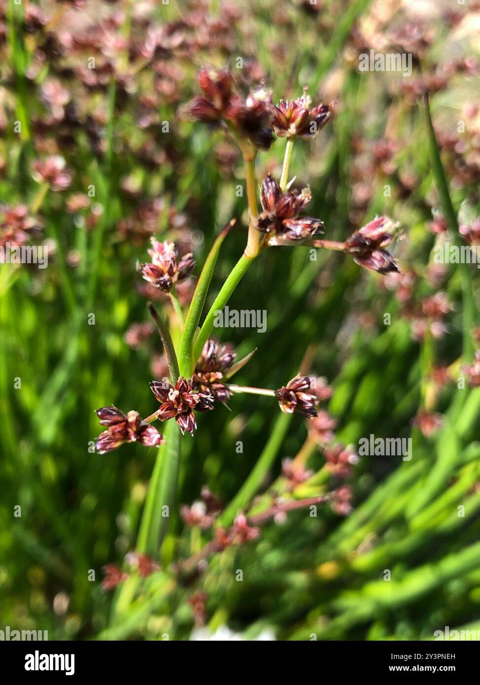 Jointed rush (Juncus articulatus) Plantae Stock Photo - Alamy