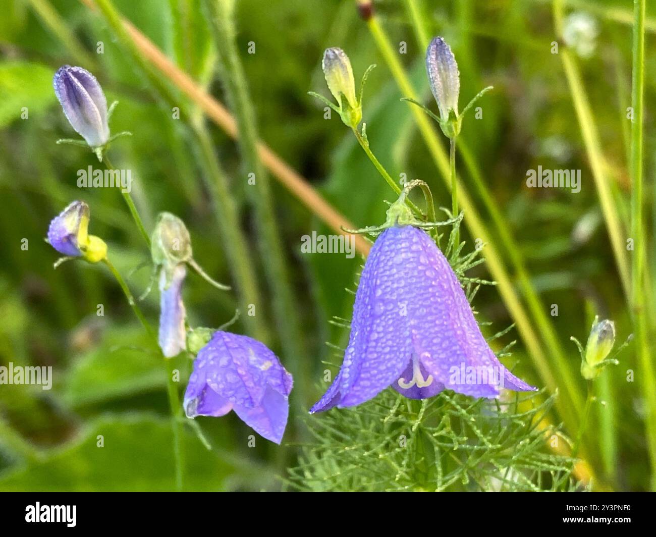 Common Harebell (Campanula rotundifolia) Plantae Stock Photo - Alamy
