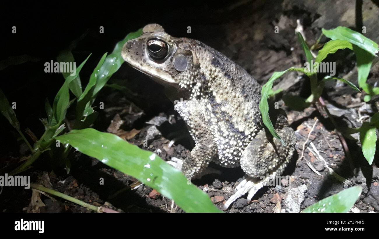Yellow Toad (Incilius luetkenii) Amphibia Stock Photo - Alamy