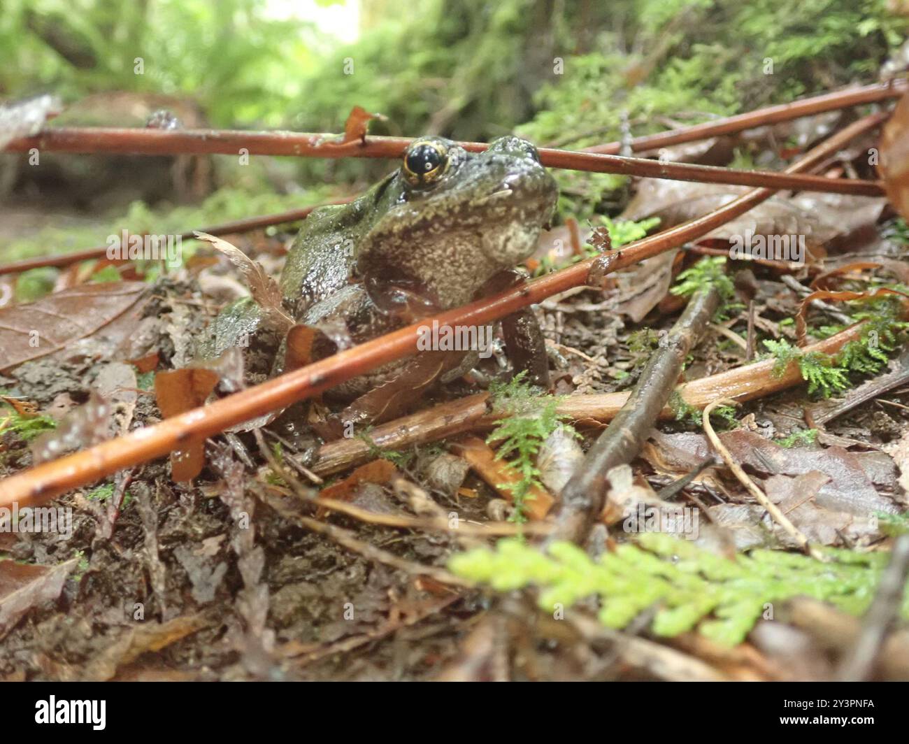 Northern Red-legged Frog (Rana aurora) Amphibia Stock Photo - Alamy