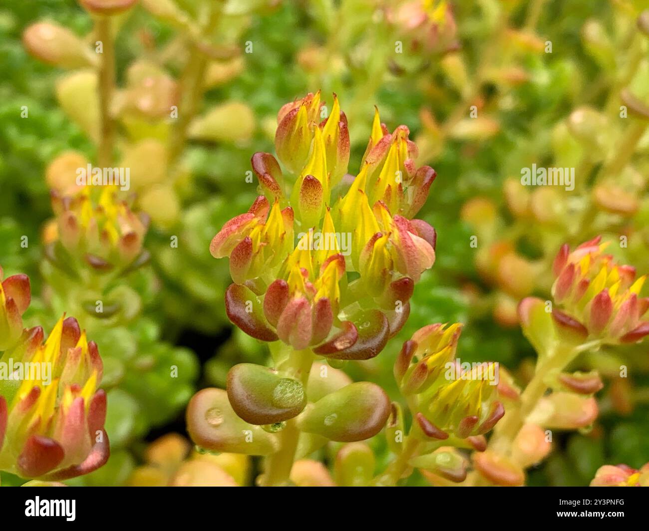 Oregon Stonecrop (Sedum oreganum) Plantae Stock Photo - Alamy