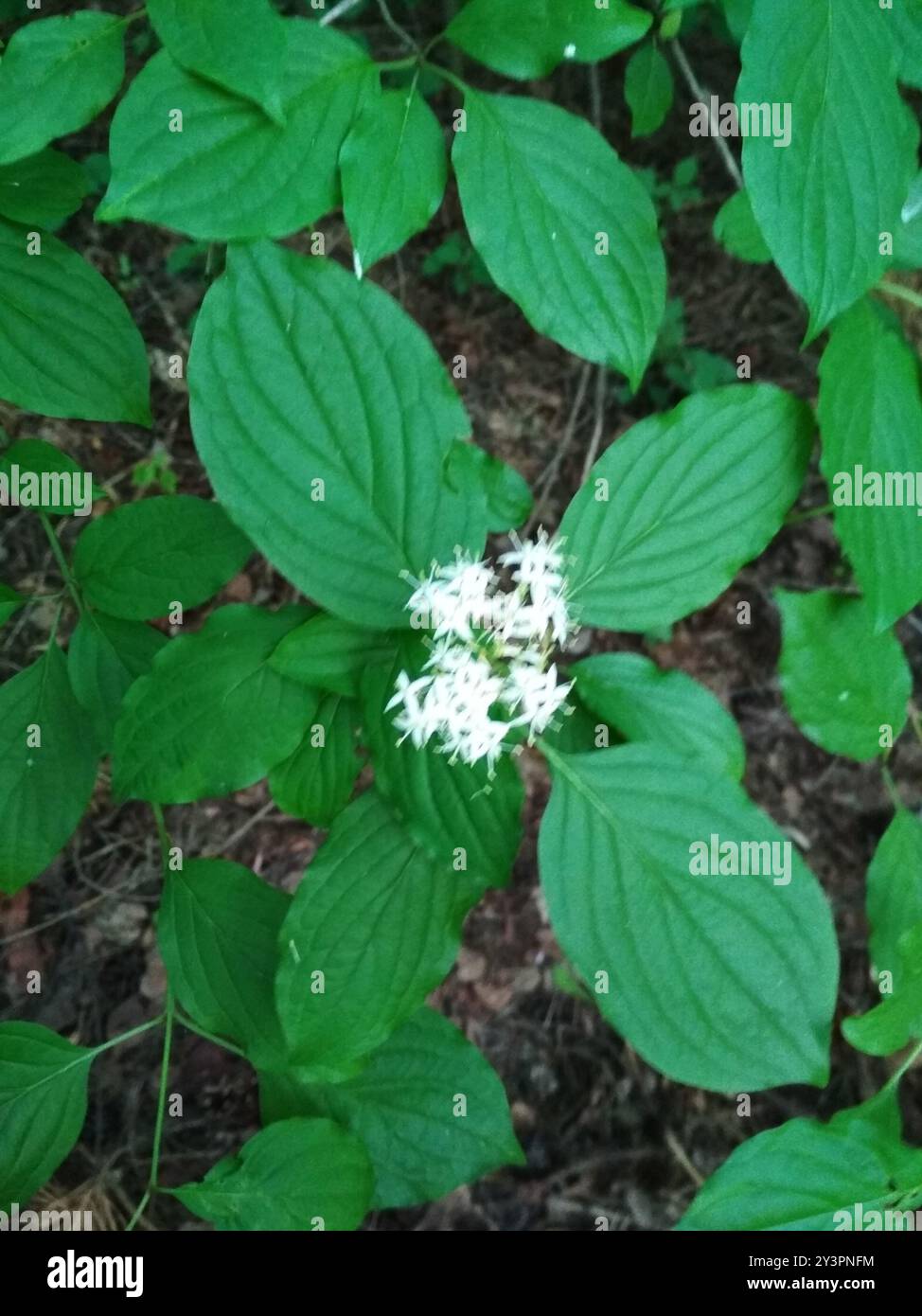 common dogwood (Cornus sanguinea) Plantae Stock Photo - Alamy