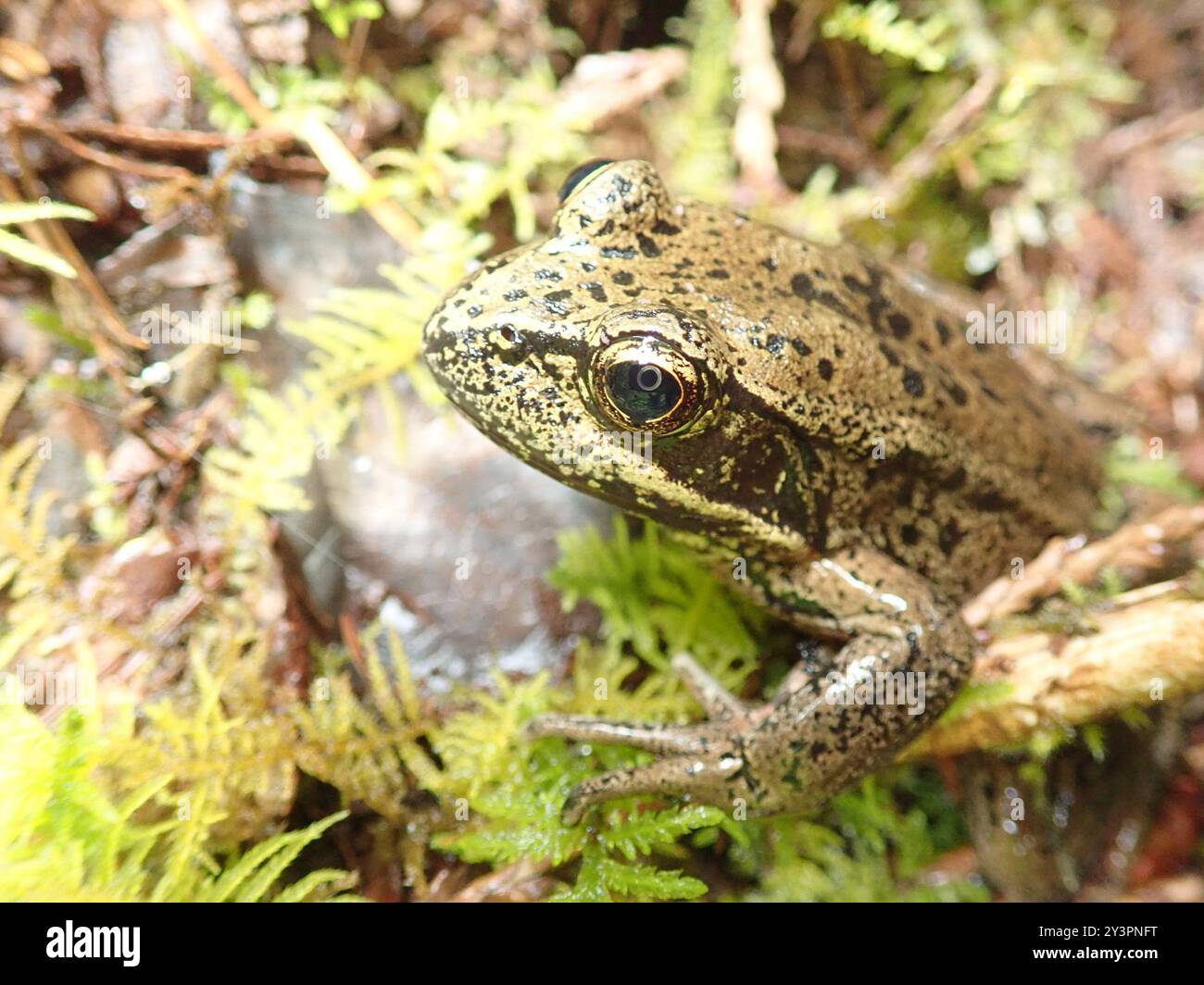 Northern Red-legged Frog (Rana aurora) Amphibia Stock Photo - Alamy