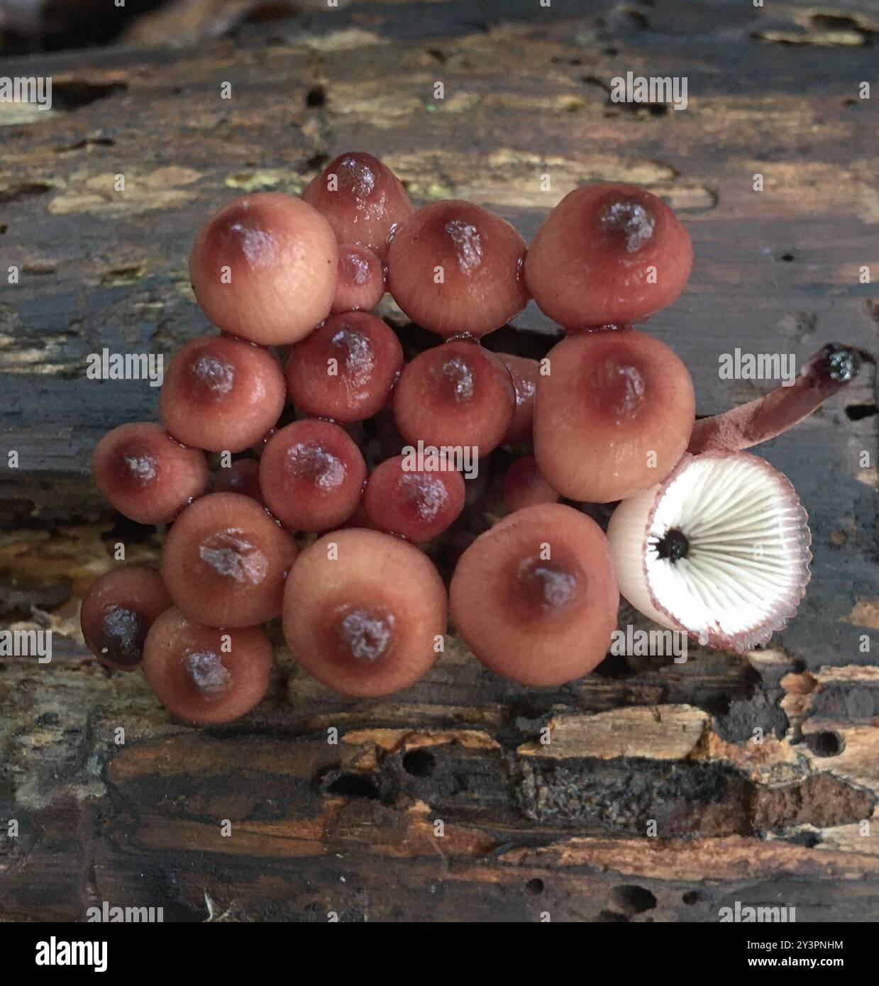 Bleeding Fairy Helmet (Mycena haematopus) Fungi Stock Photo - Alamy