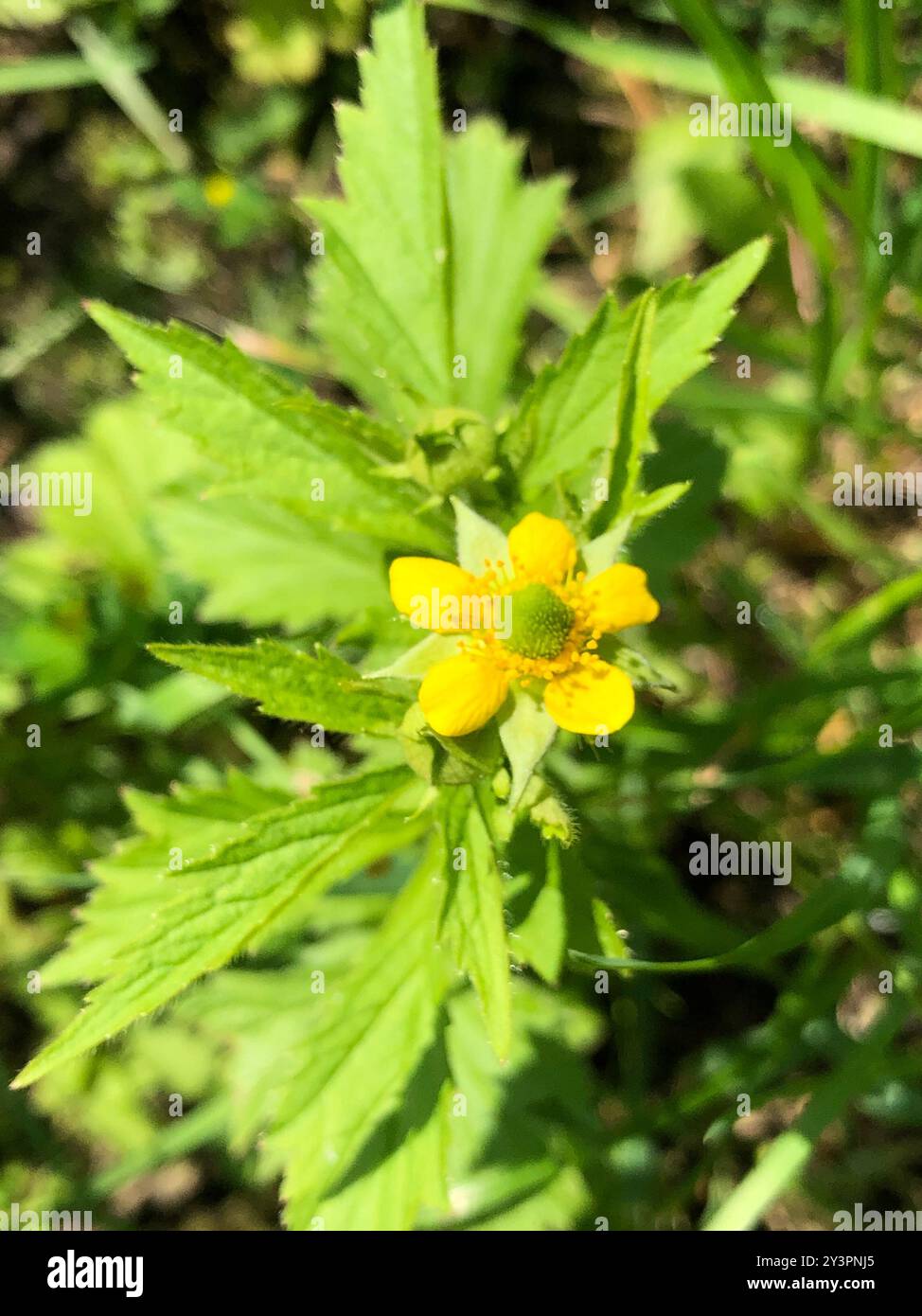 Yellow Avens (Geum aleppicum) Plantae Stock Photo - Alamy