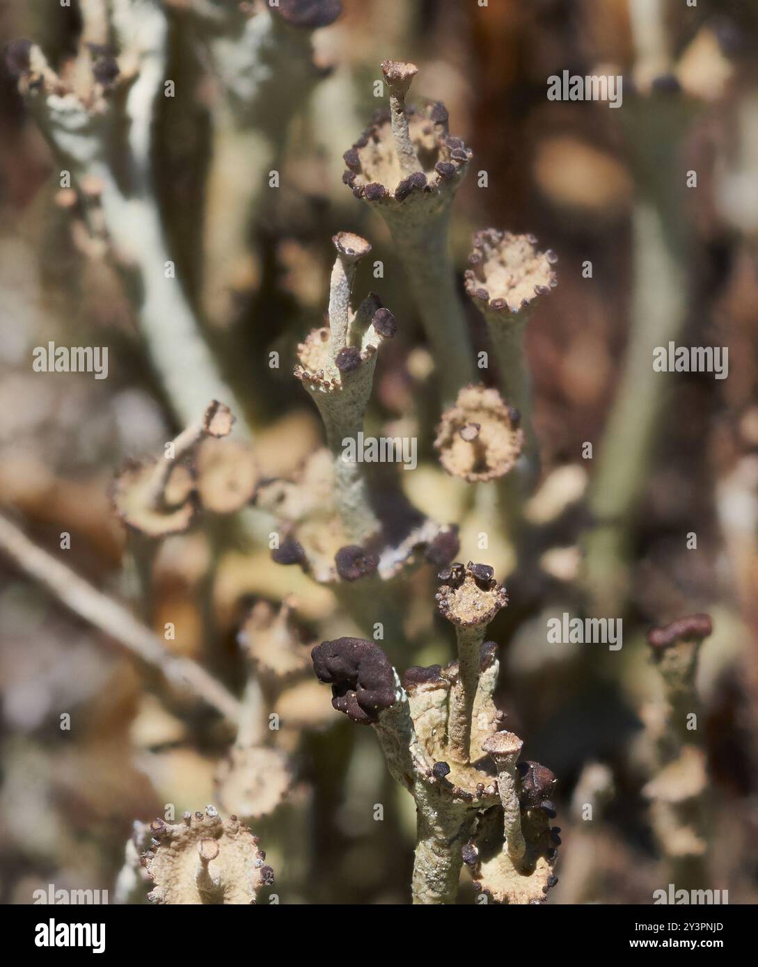 Ladder Lichen (Cladonia verticillata) Fungi Stock Photo - Alamy
