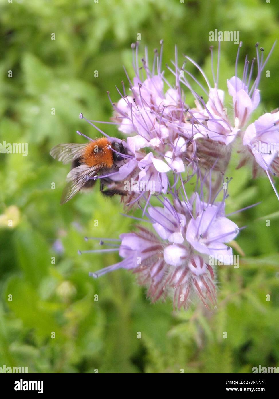 Tree Bumble Bee (Bombus hypnorum) Insecta Stock Photo - Alamy