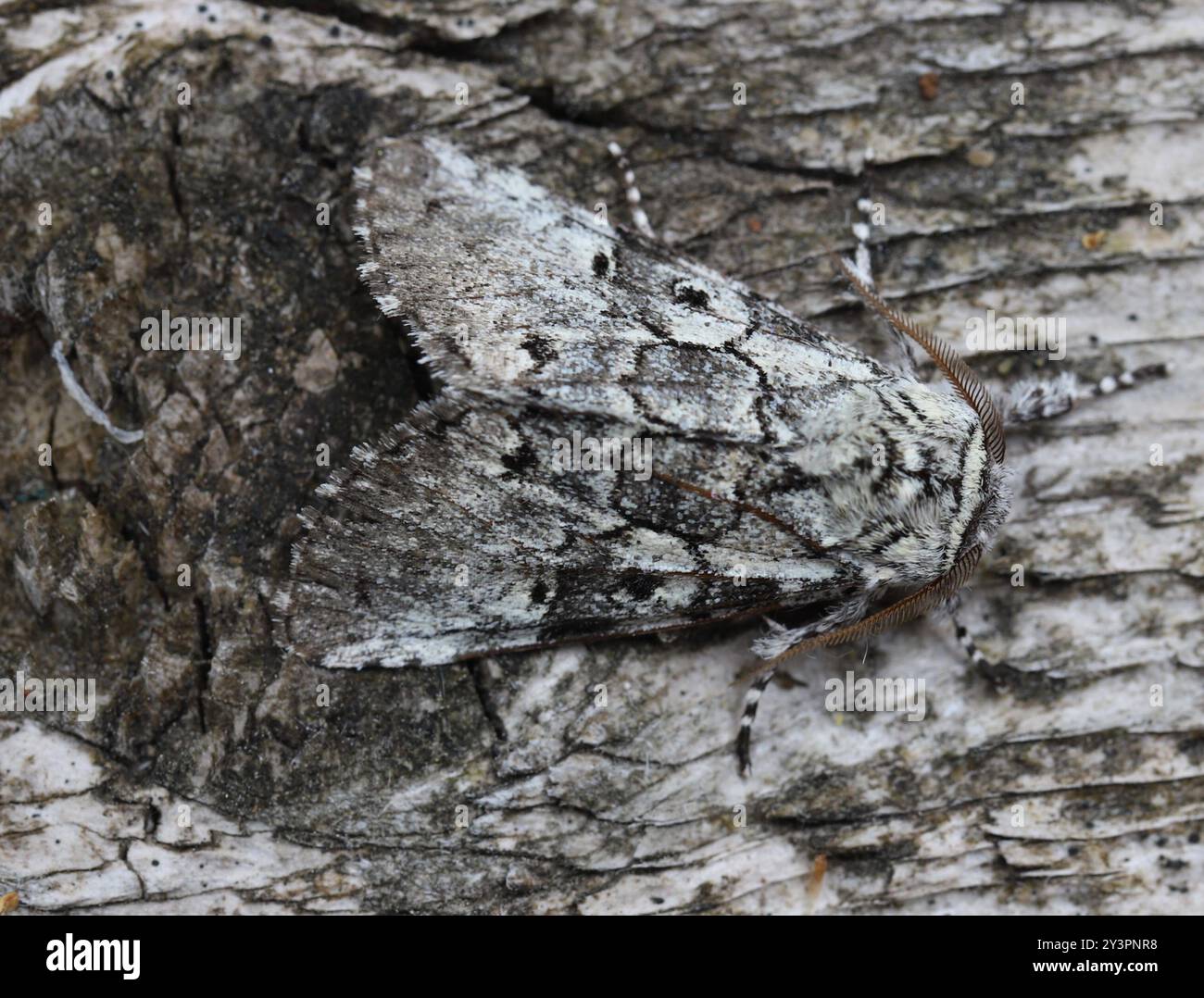 Laugher Moth (Charadra deridens) Insecta Stock Photo - Alamy