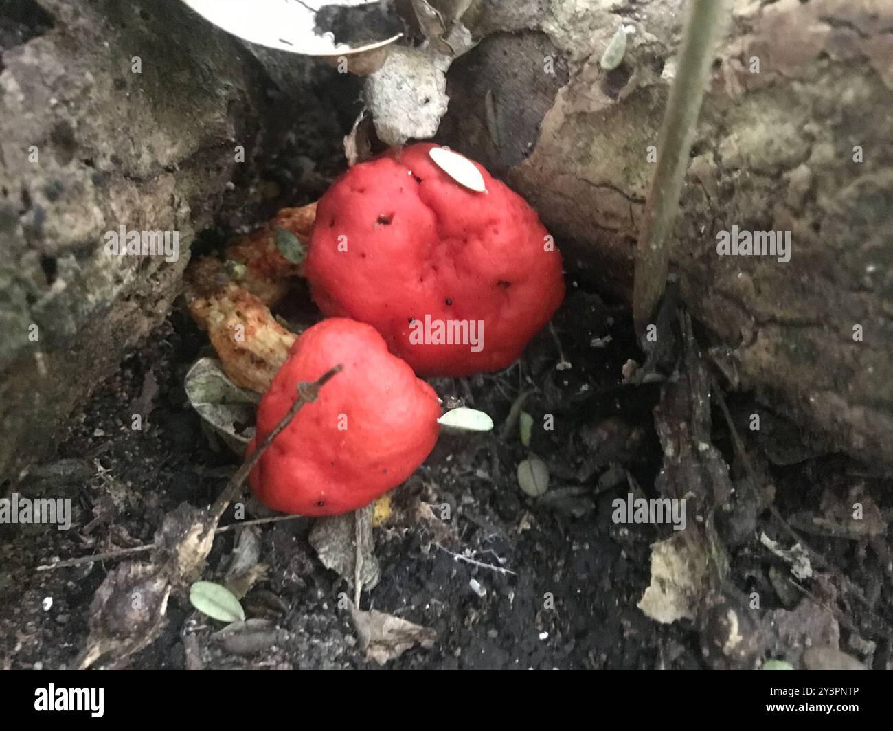 Scarlet Pouch (Leratiomyces erythrocephalus) Fungi Stock Photo - Alamy