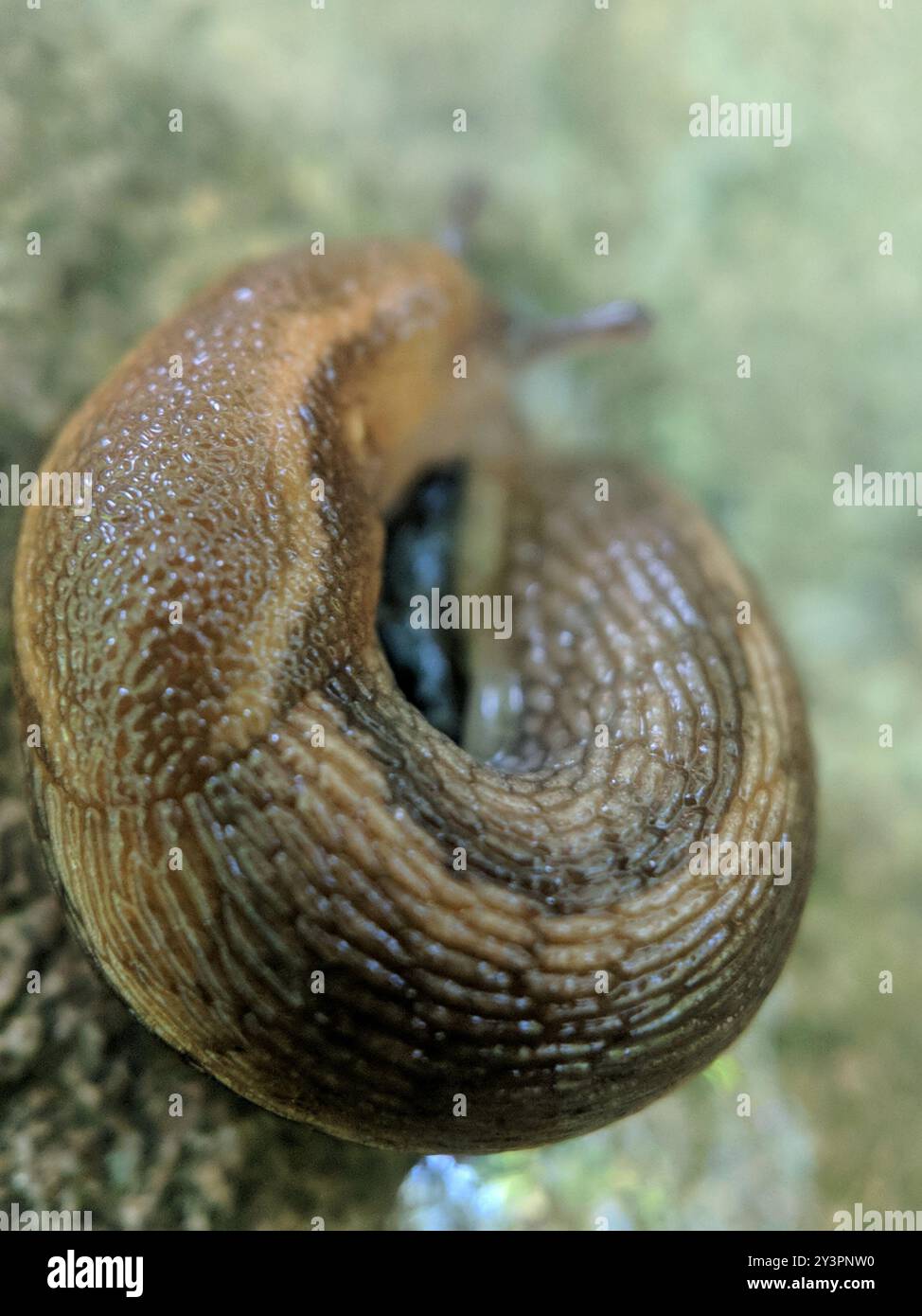 Dusky Slugs (Mesarion) Mollusca Stock Photo - Alamy