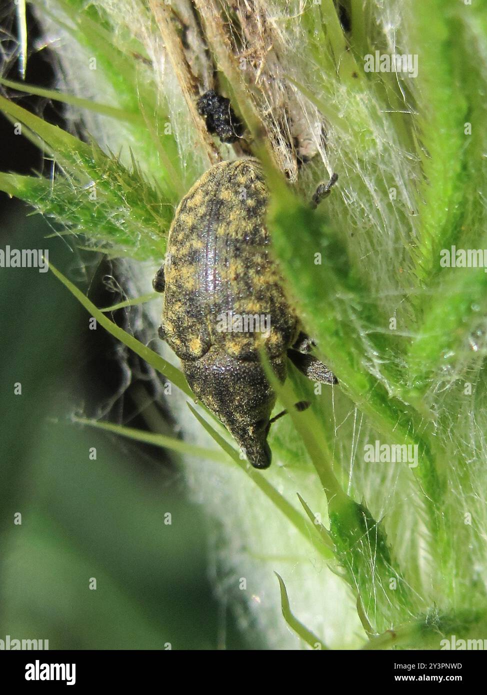 Turbine Cylindrical Weevil (Larinus turbinatus) Insecta Stock Photo - Alamy